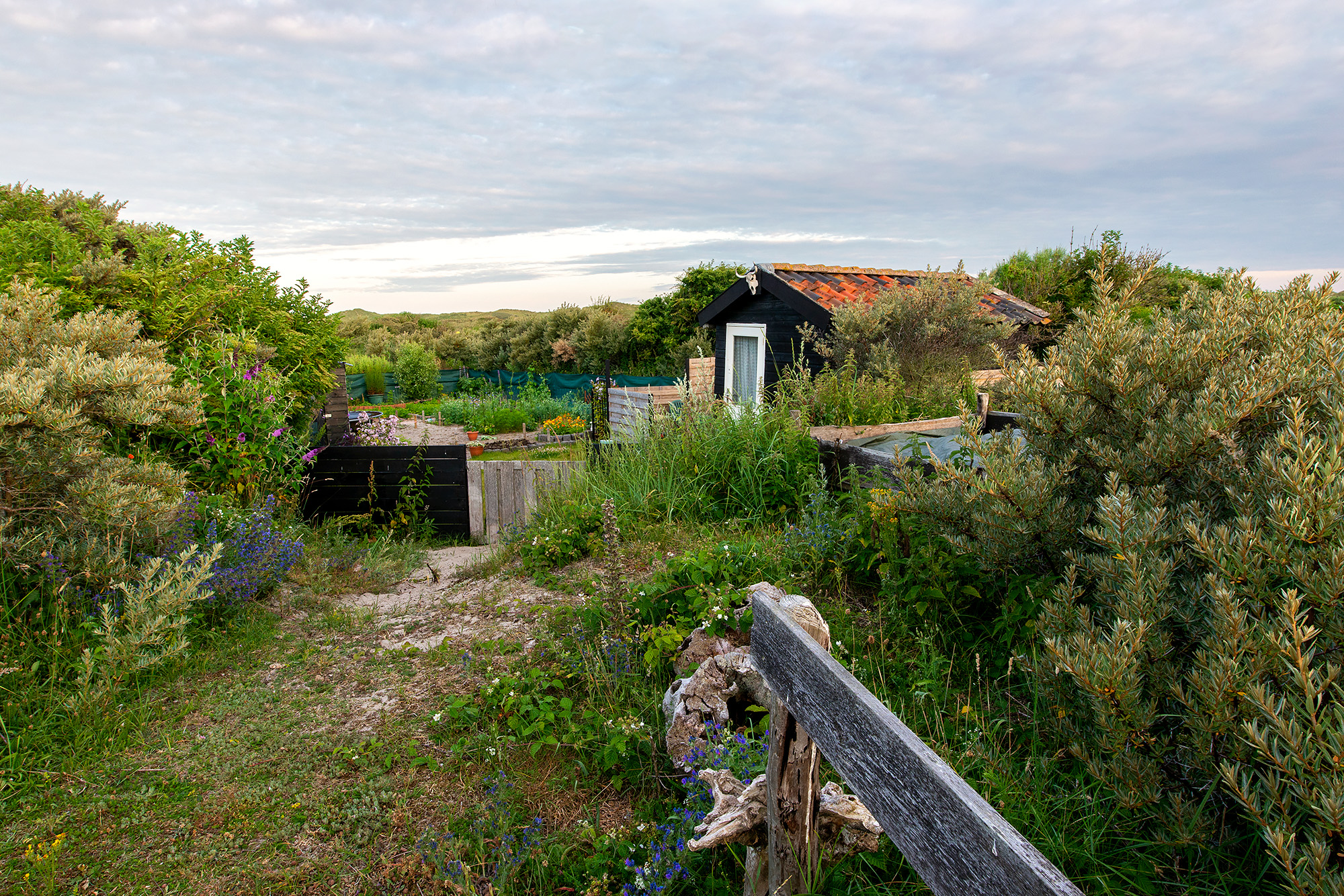 Wimmenummerduinen - Duinen bij Egmond