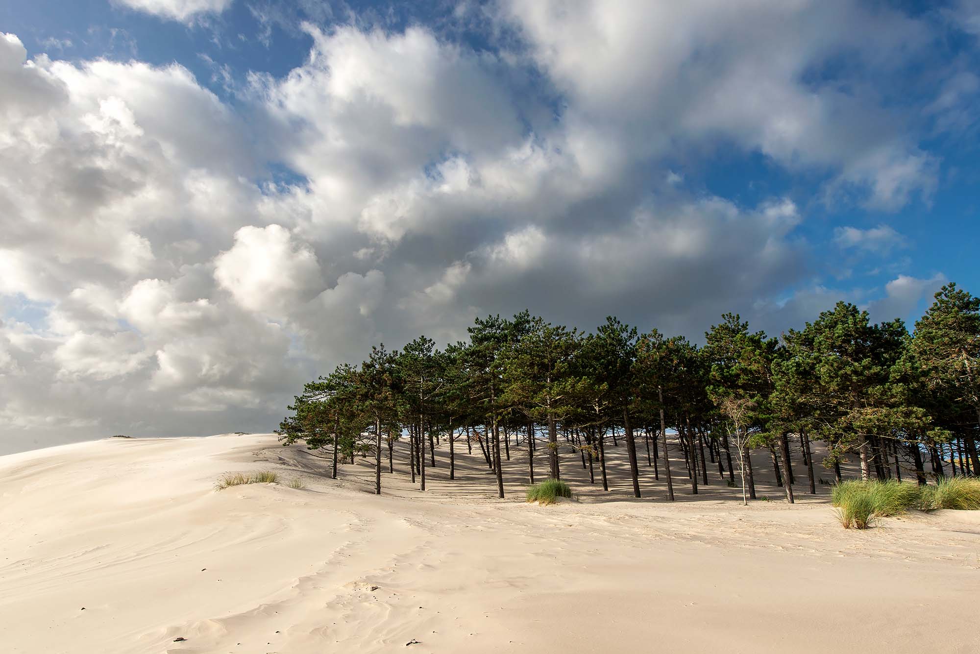 Ontdek de duinen in Noord-Holland - Noord-Hollandse Duinen