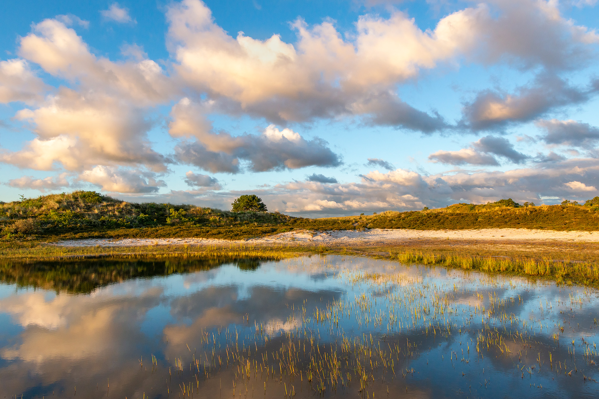 Schoorlse Duinen - Noord-Hollandse Duinen